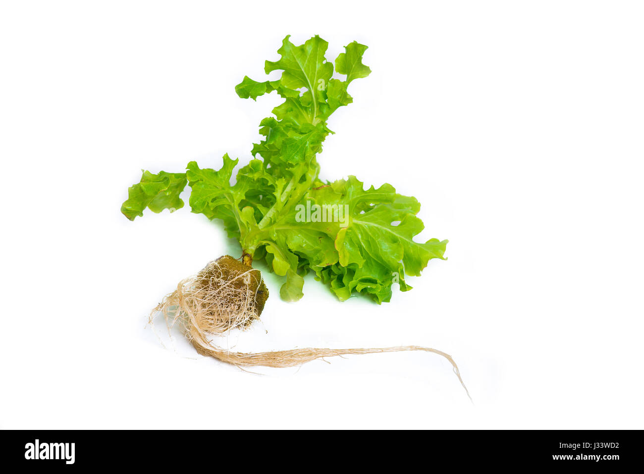 Green Lettuce with root full body isolated on white background Stock ...