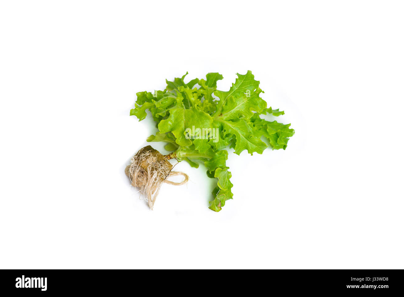 Green Lettuce with root full body isolated on white background Stock ...