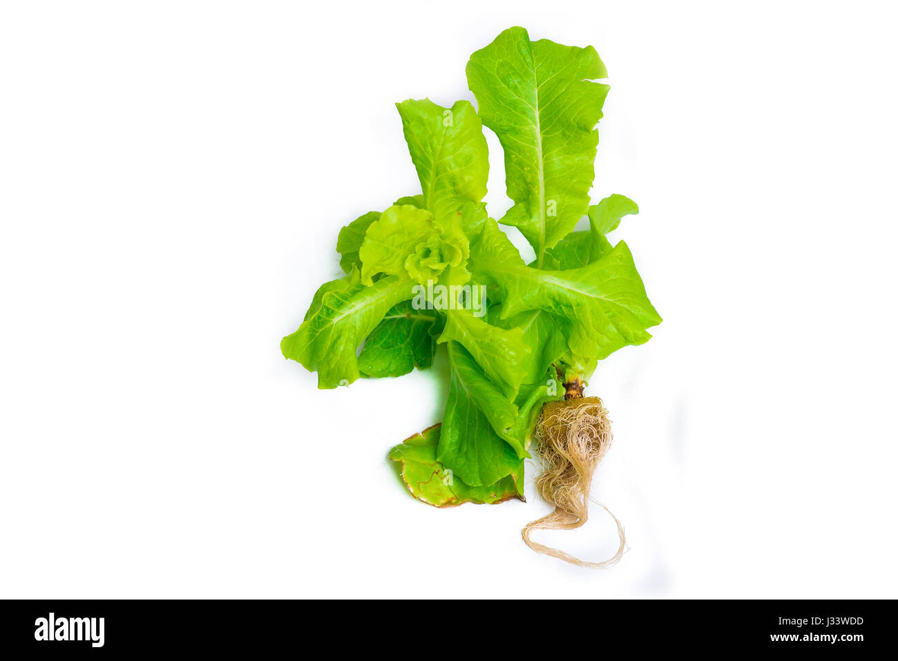 Green Lettuce with root full body isolated on white background Stock ...