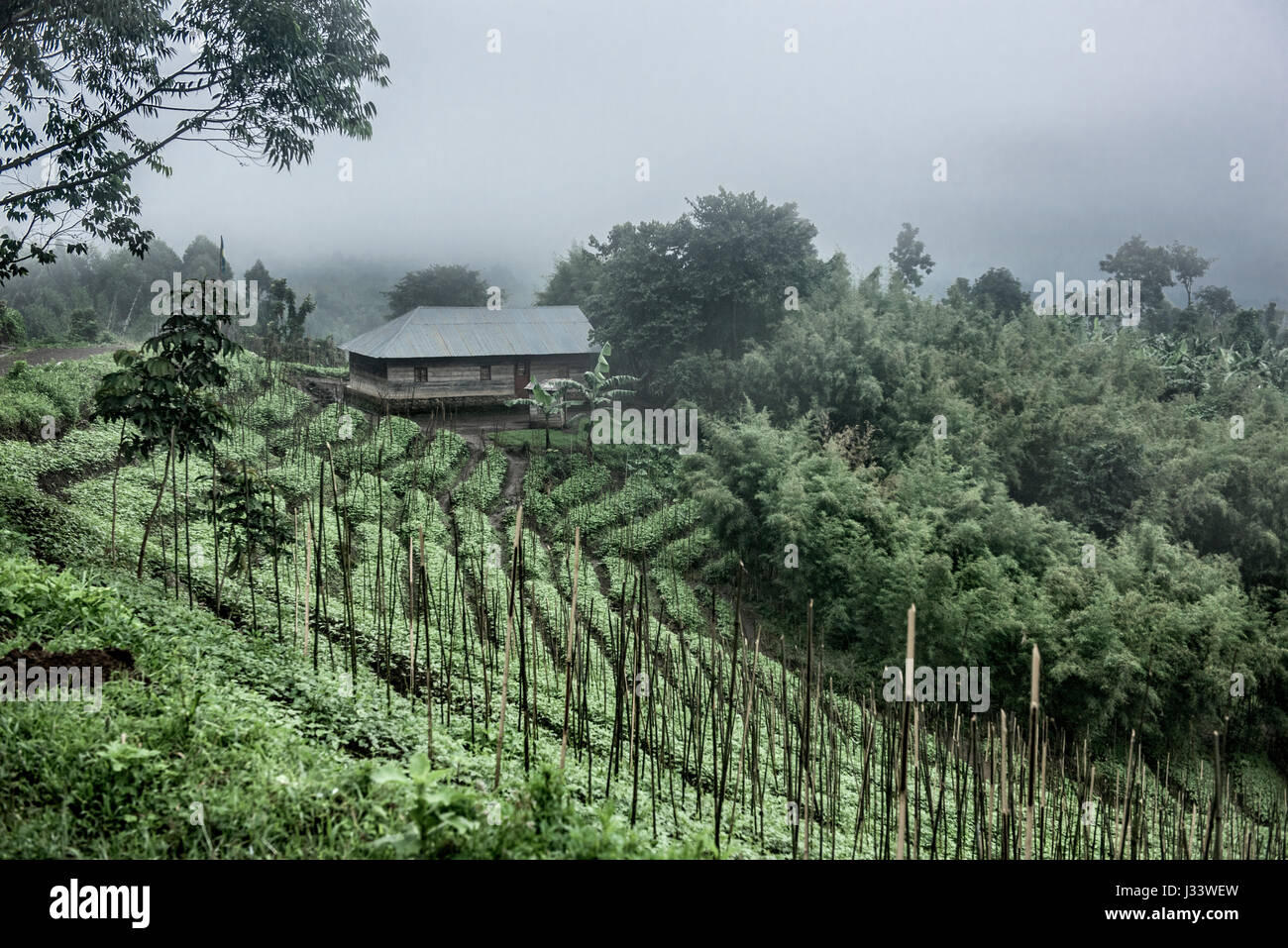 Rdc forest hi-res stock photography and images - Alamy