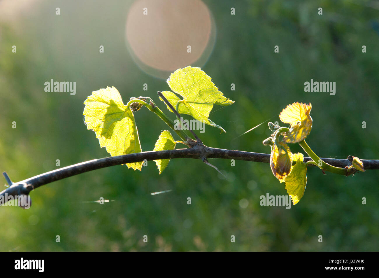 Sunlight on leaves hi-res stock photography and images - Alamy