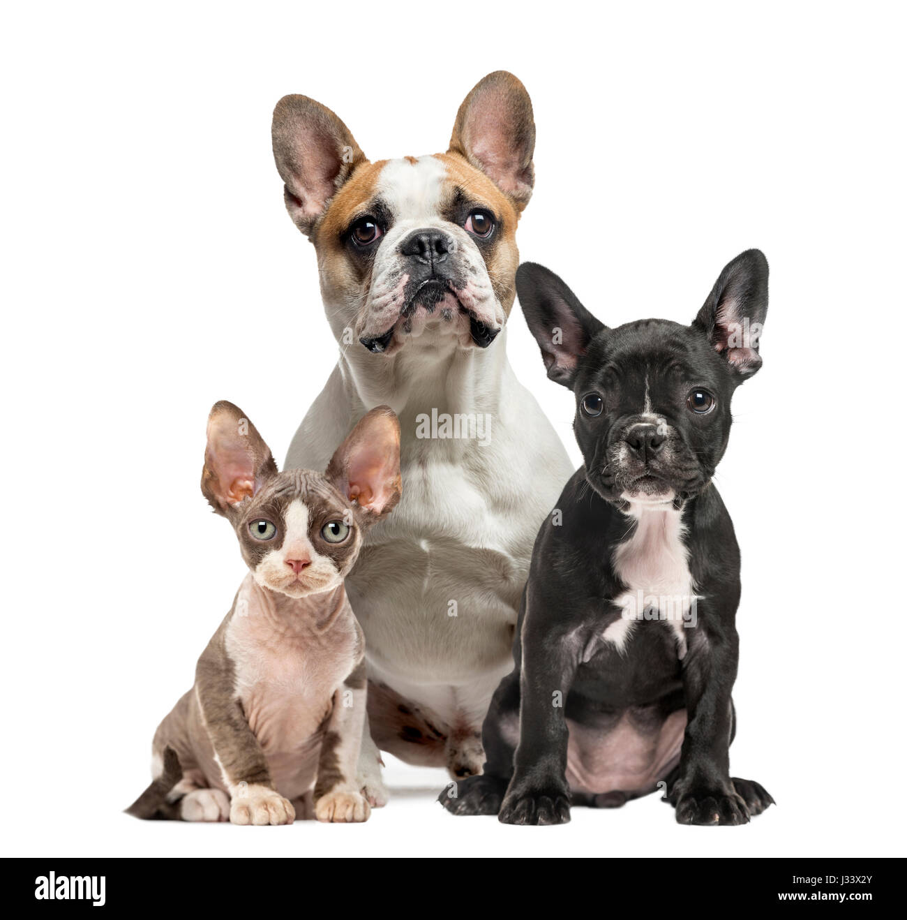 Three dogs sitting and facing the camera, isolated on white Stock Photo ...