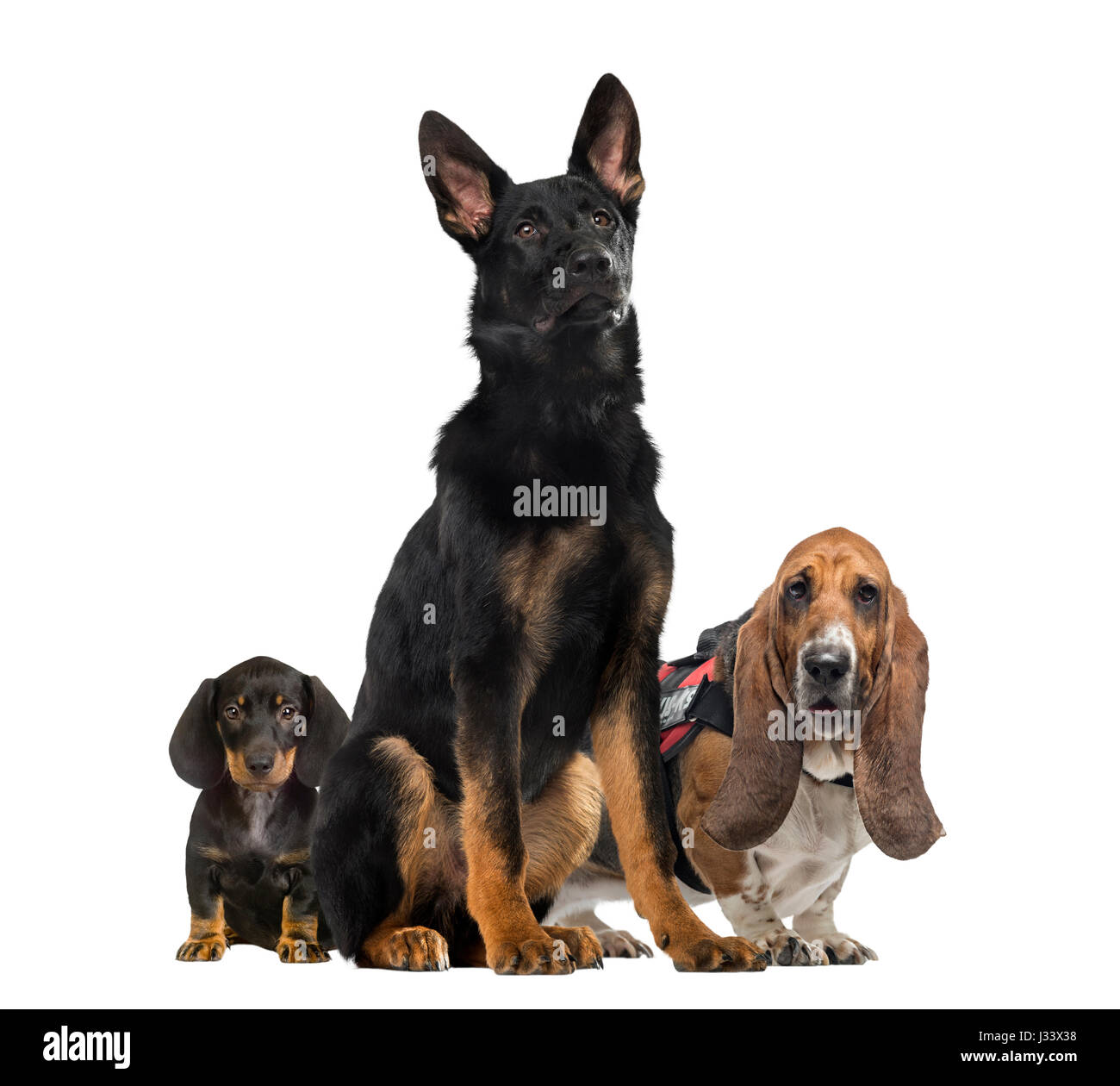 Small and big dogs sitting, isolated on white Stock Photo - Alamy