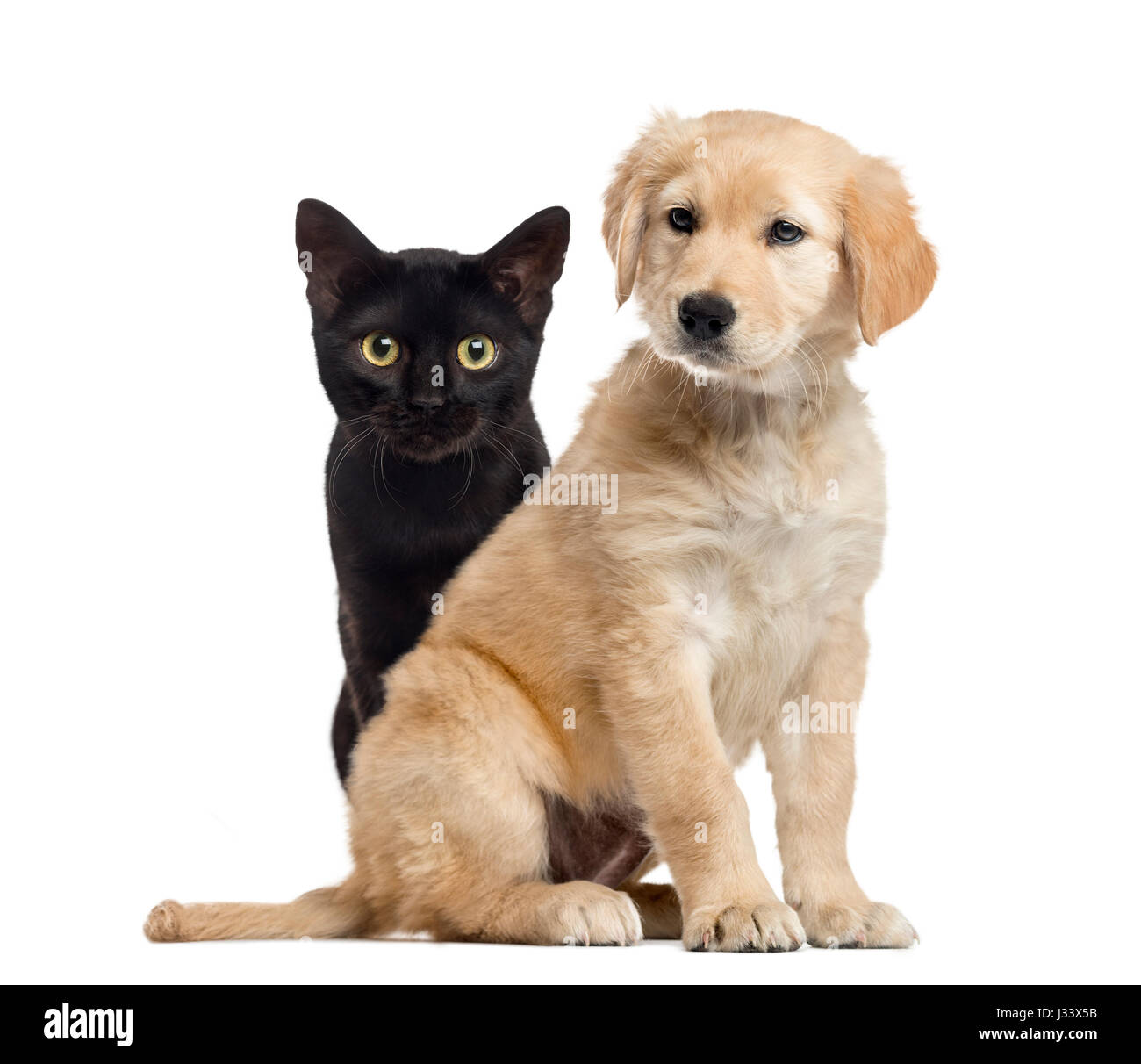 Cat facing dog Cut Out Stock Images & Pictures - Alamy