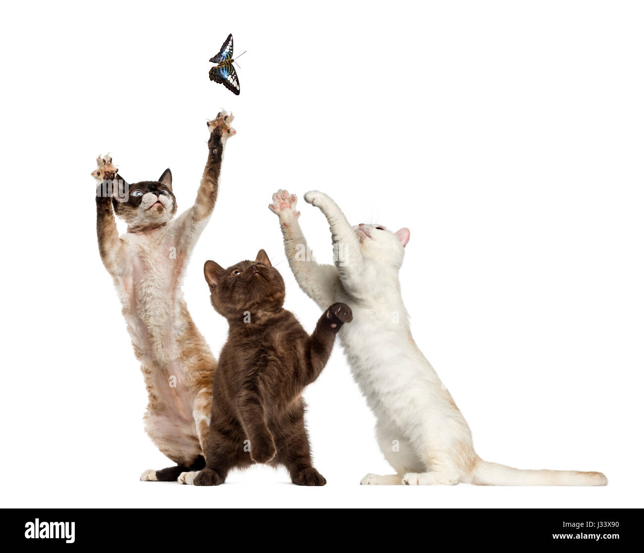Cats trying to catch a butterfly, isolated on white Stock Photo - Alamy