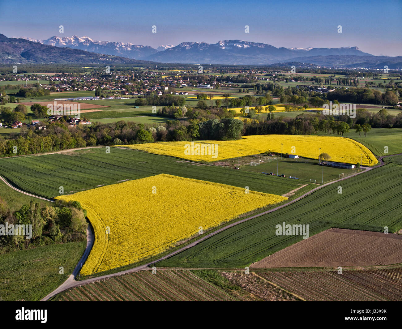 Aerial view of a blooming rape field in the Geneva countryside with the ...