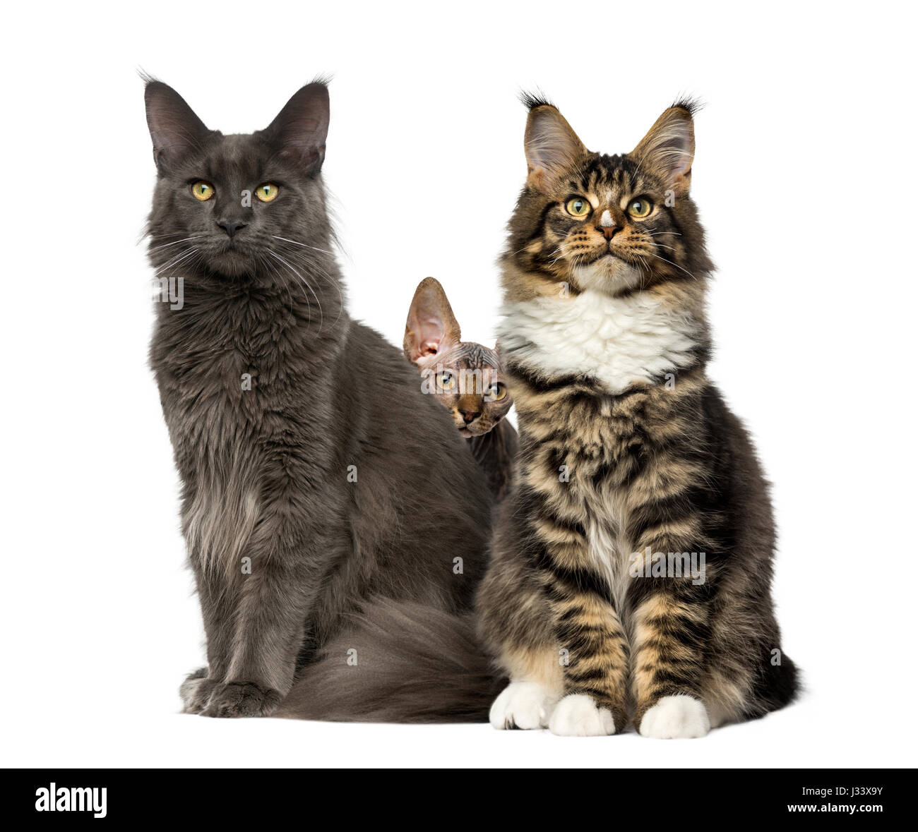 Cats sitting, isolated on white Stock Photo - Alamy