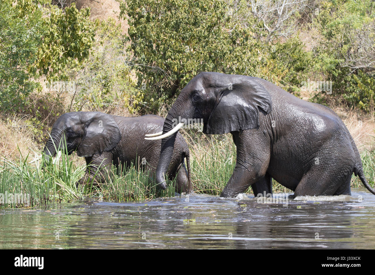 Two African elephants emerge from the water of the Nile to the shore ...