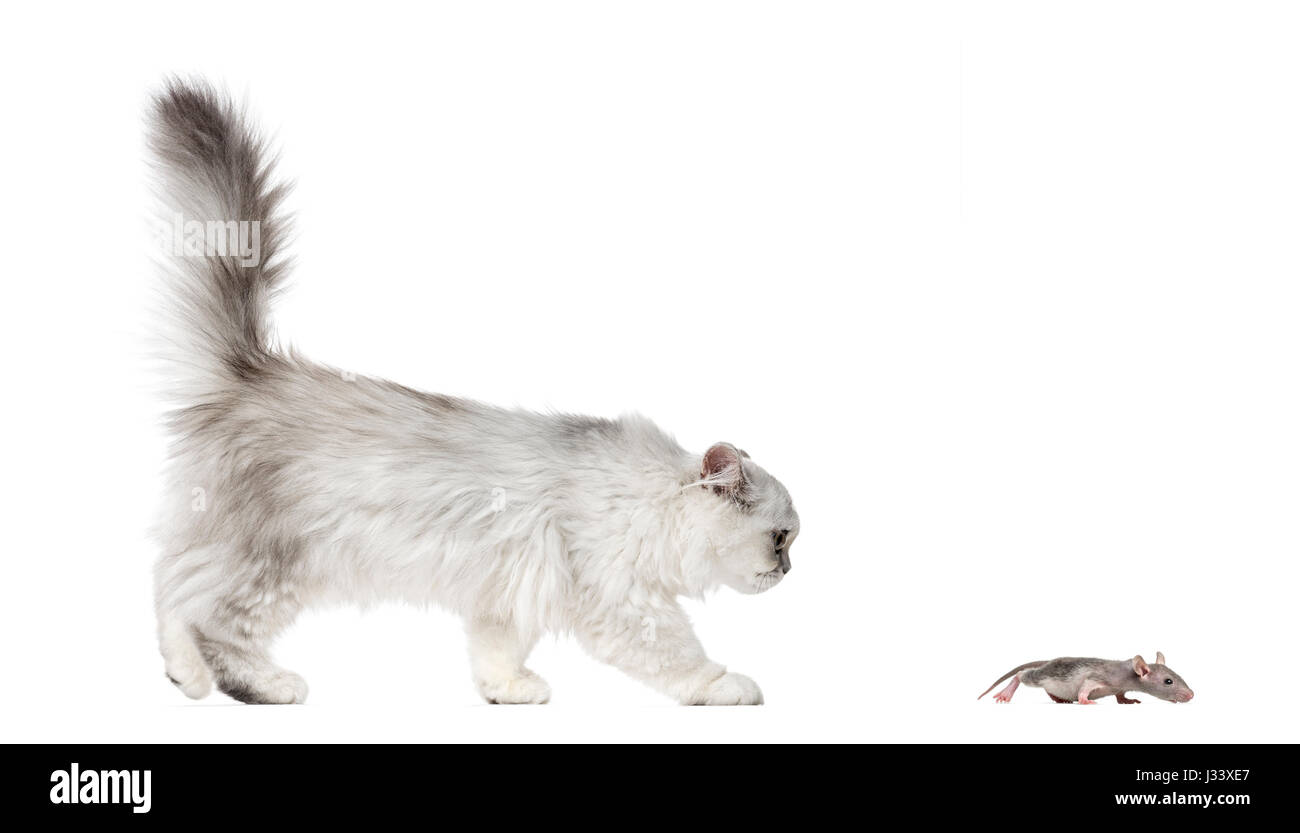 Side view of a cat looking at an hairless rat, isolated on white Stock ...
