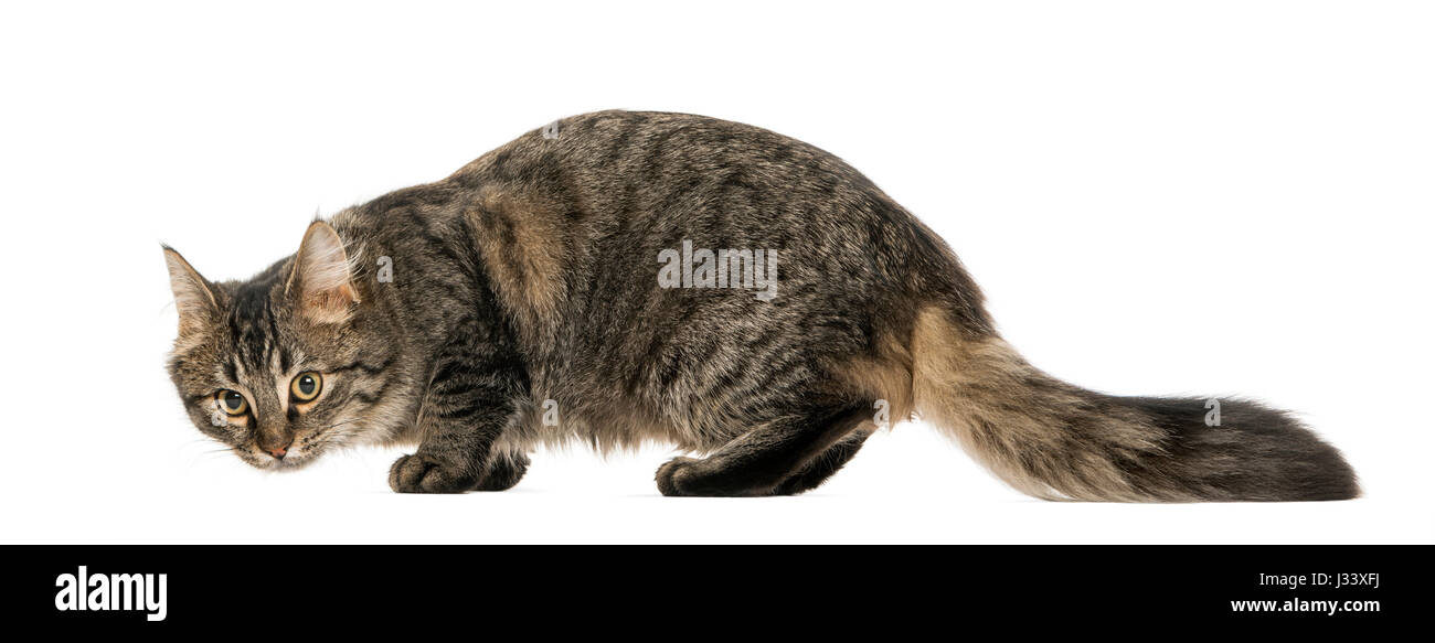 Side view of a worried cat, isolated on white Stock Photo - Alamy