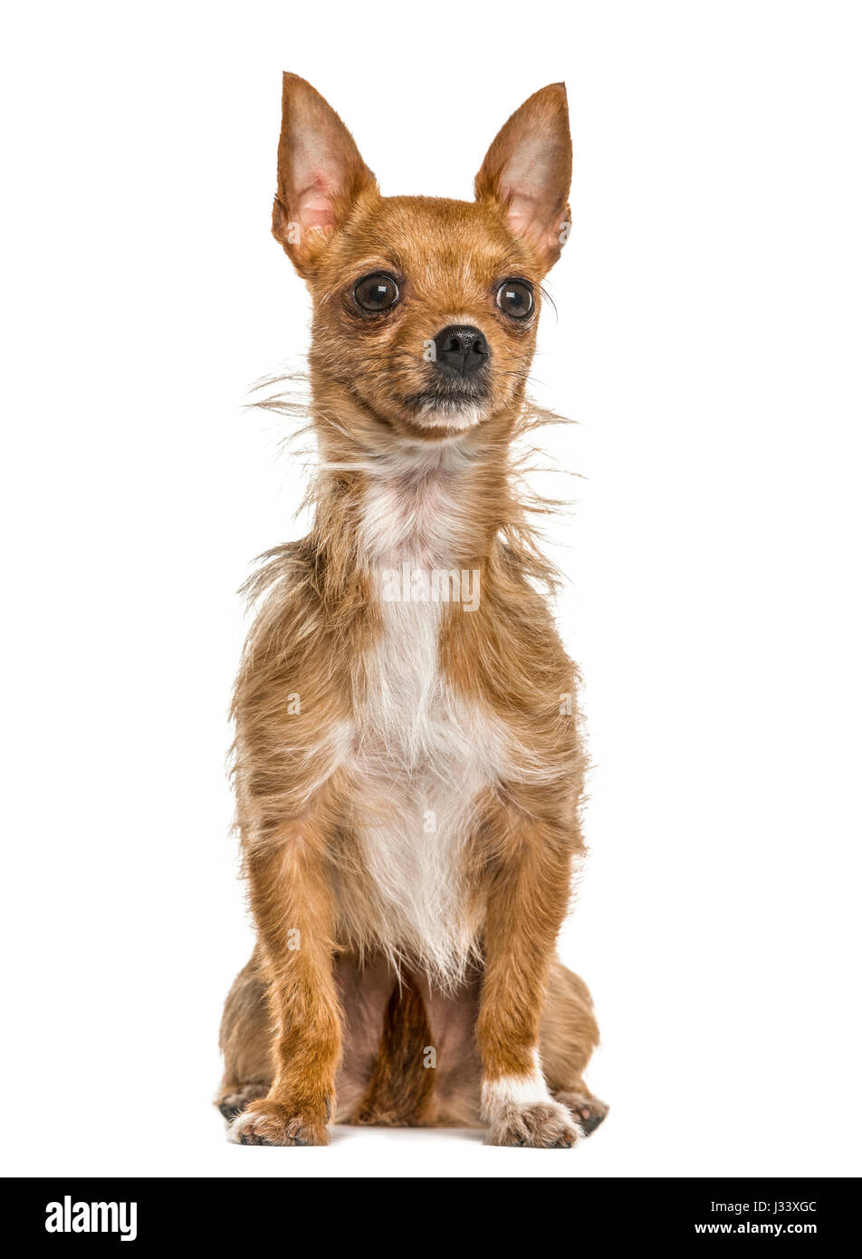 Mixed breeded dog sitting, isolated on white Stock Photo - Alamy