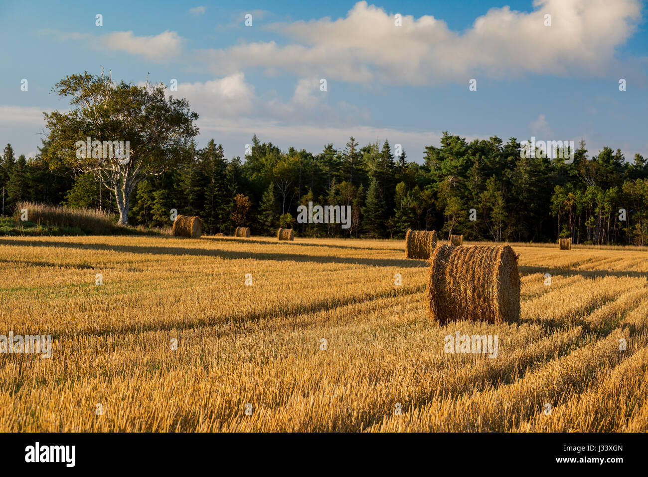 Hay bales in rural Prince Edward Island, Canada Stock Photo - Alamy