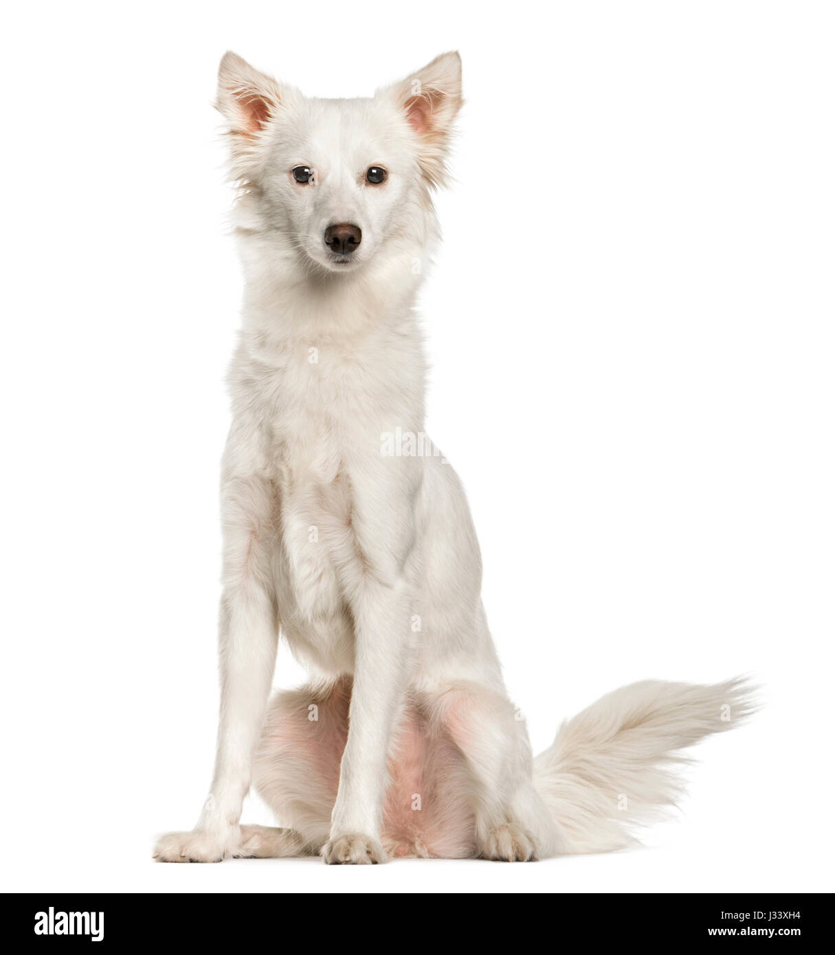 Cross breeded hi-res stock photography and images - Alamy
