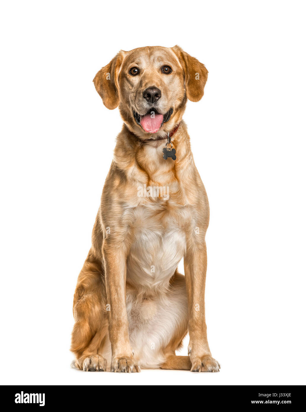 Mixed breeded dog sitting and panting, isolated on white Stock Photo ...