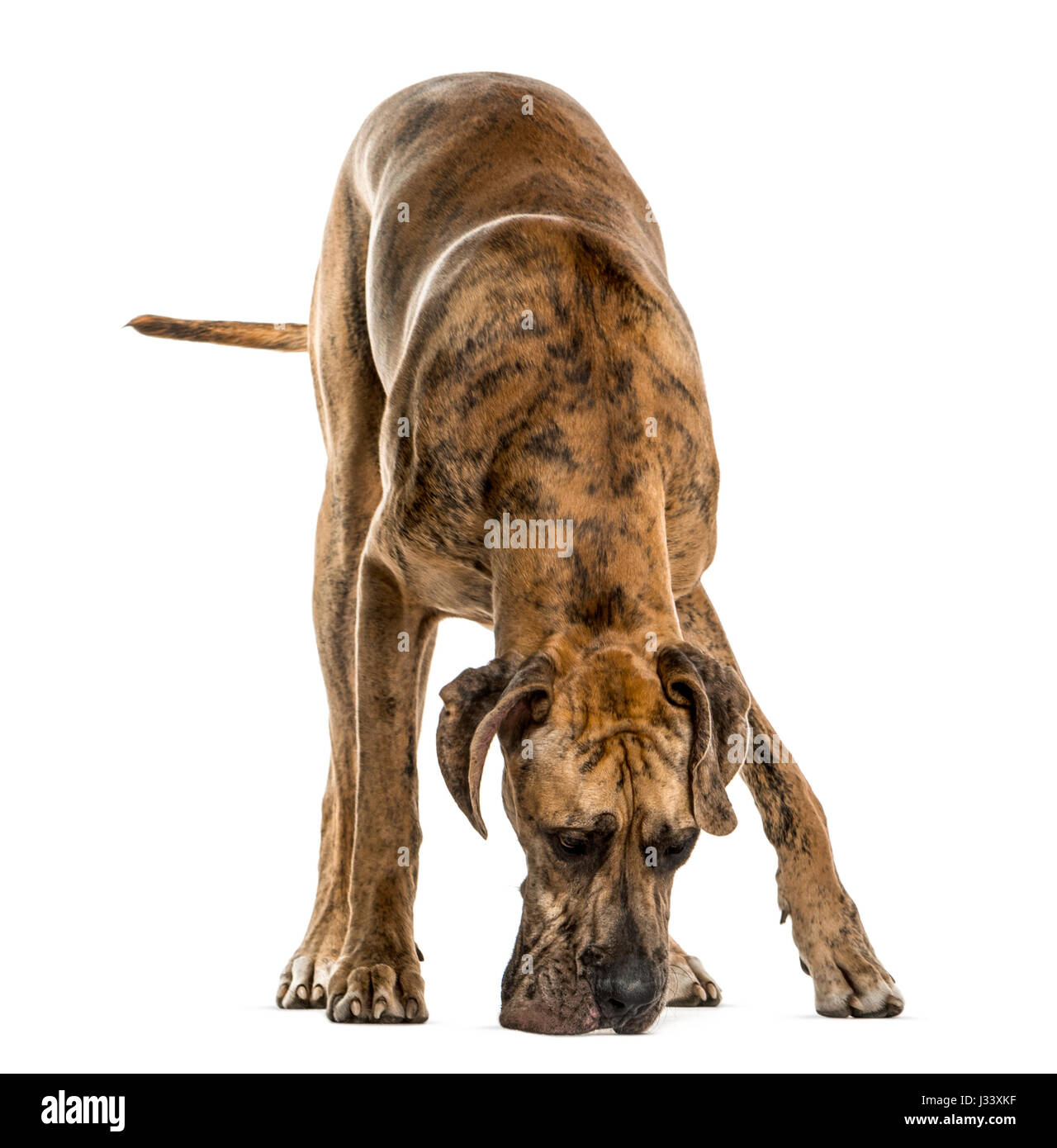 A Dog Smelling The Floor