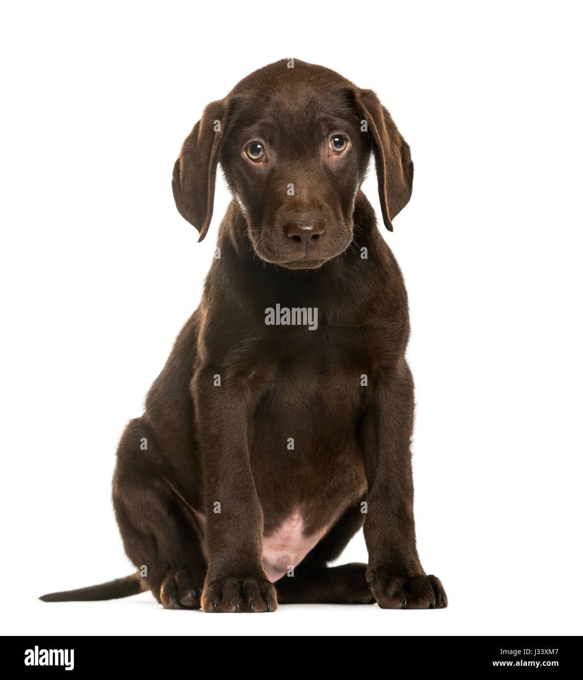 Labrador Retriever puppy sitting,3 months old, isolated on white Stock ...