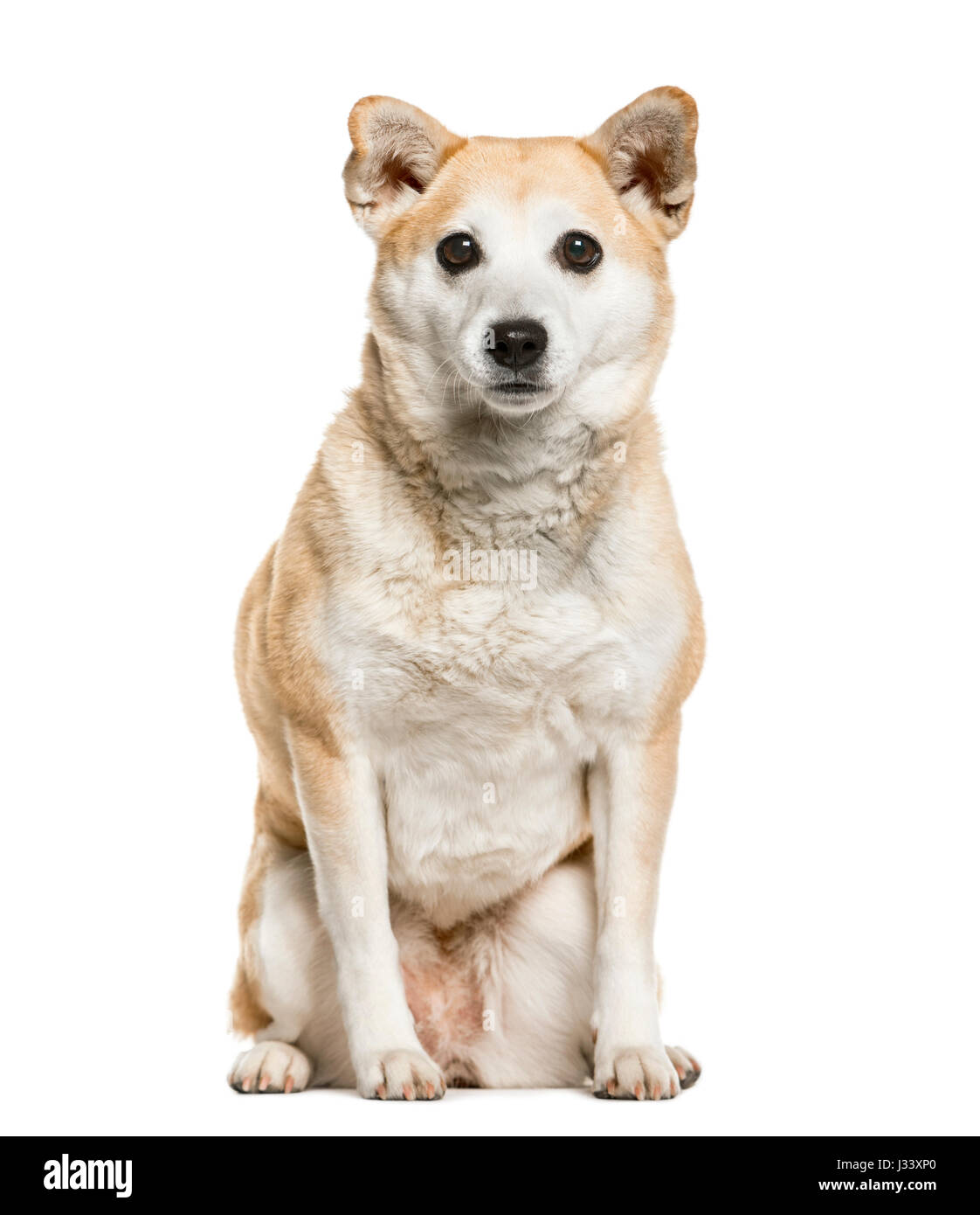 Shiba Inu sitting, isolated on white Stock Photo - Alamy