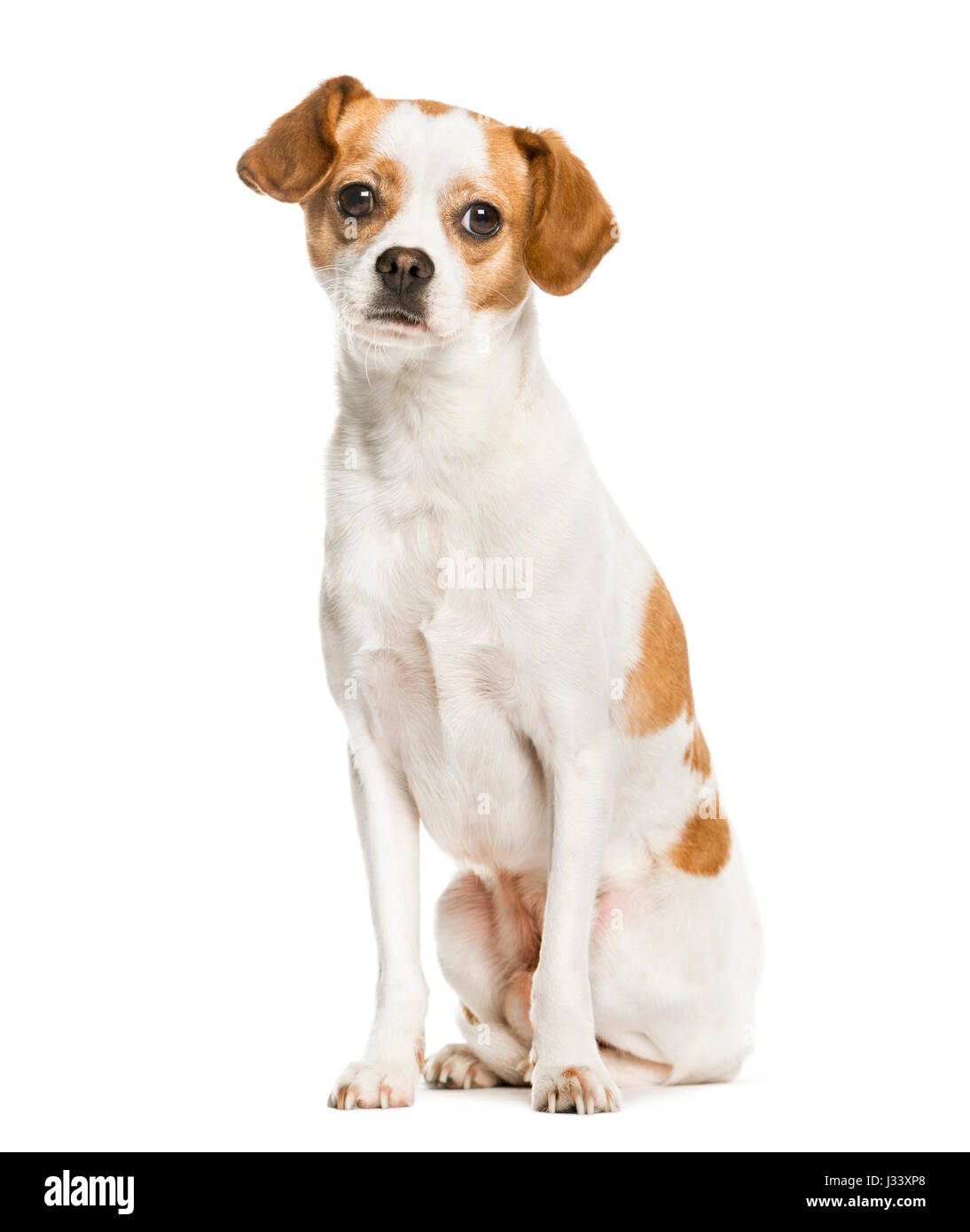 Mixed breeded dog sitting, isolated on white Stock Photo - Alamy