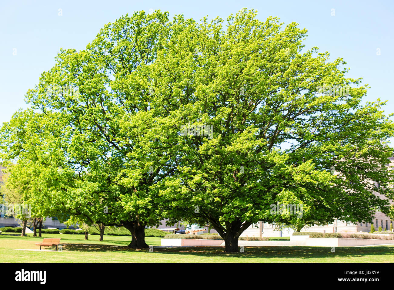 Spring time in Canberra, Australia, with trees blooming green at the ...