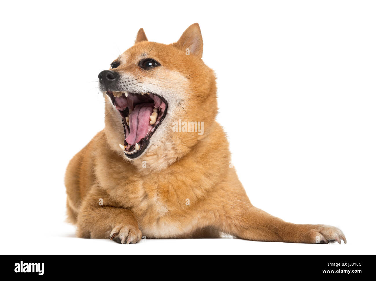 mixed shiba inu lying, mouth open, isolated on white Stock Photo - Alamy