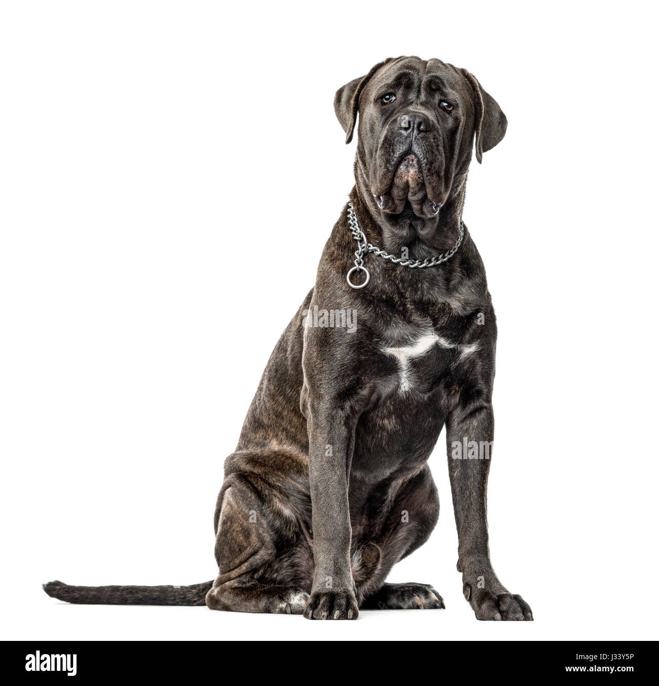 Cane corso sitting, isolated on white Stock Photo - Alamy