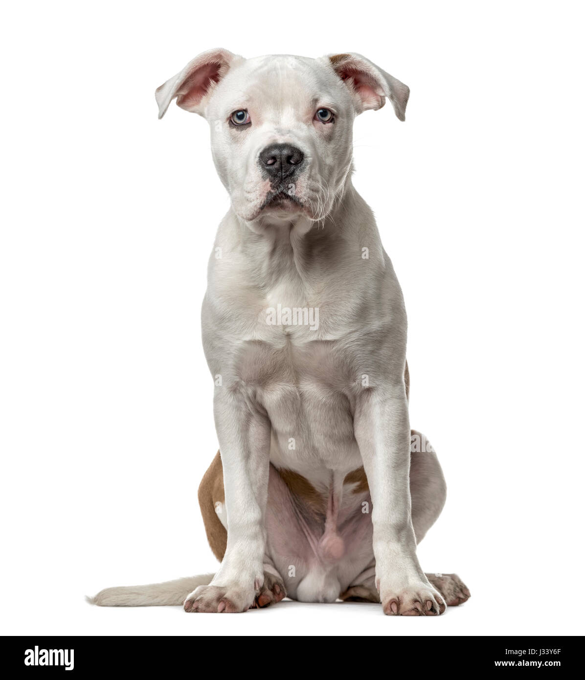 American staff hi-res stock photography and images - Alamy