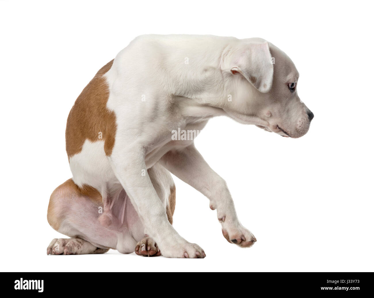 American staff looking on the side, isolated on white Stock Photo - Alamy