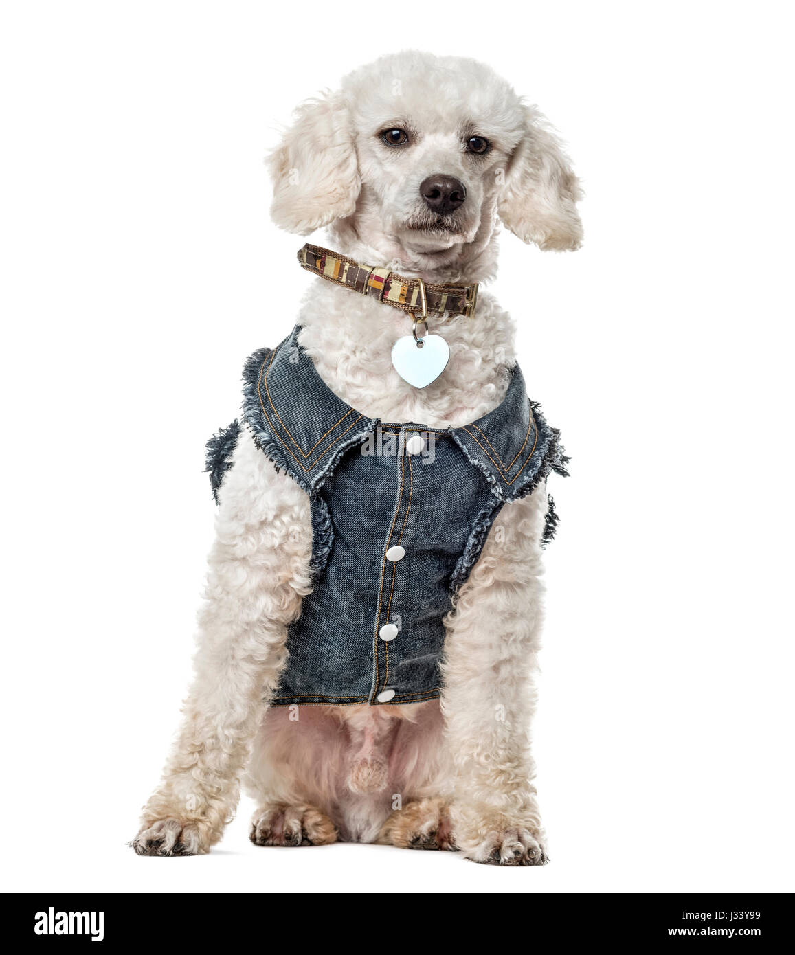 Poodle dressed up hi-res stock photography and images - Alamy
