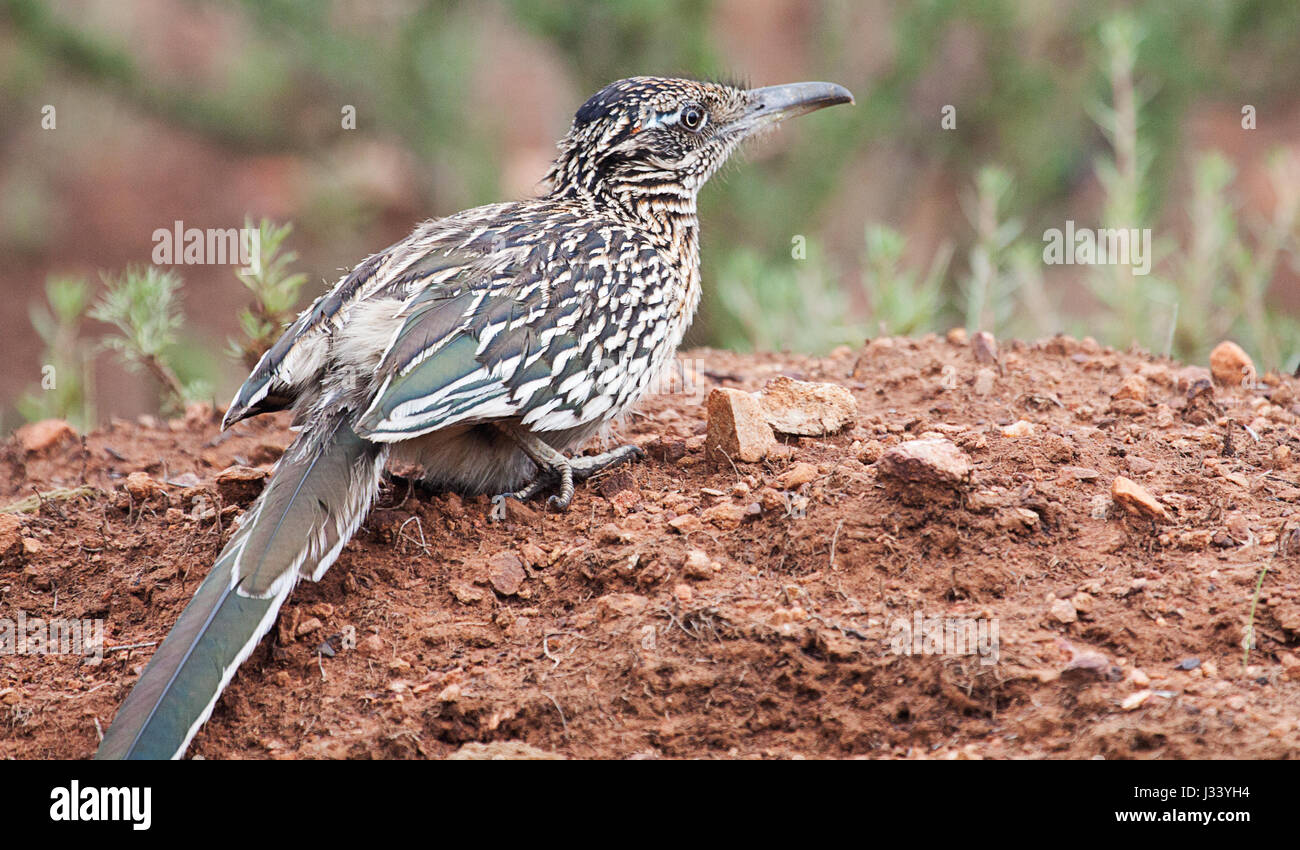 Greater roadrunner on a mound of dirt Stock Photo - Alamy