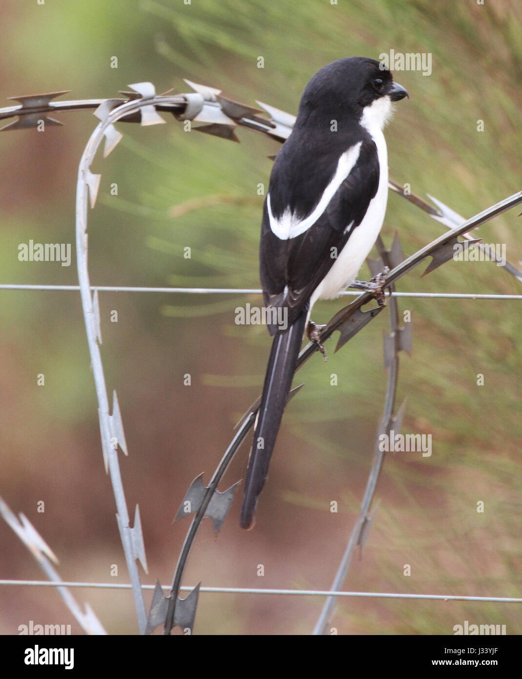 African Common White High Resolution Stock Photography and Images - Alamy