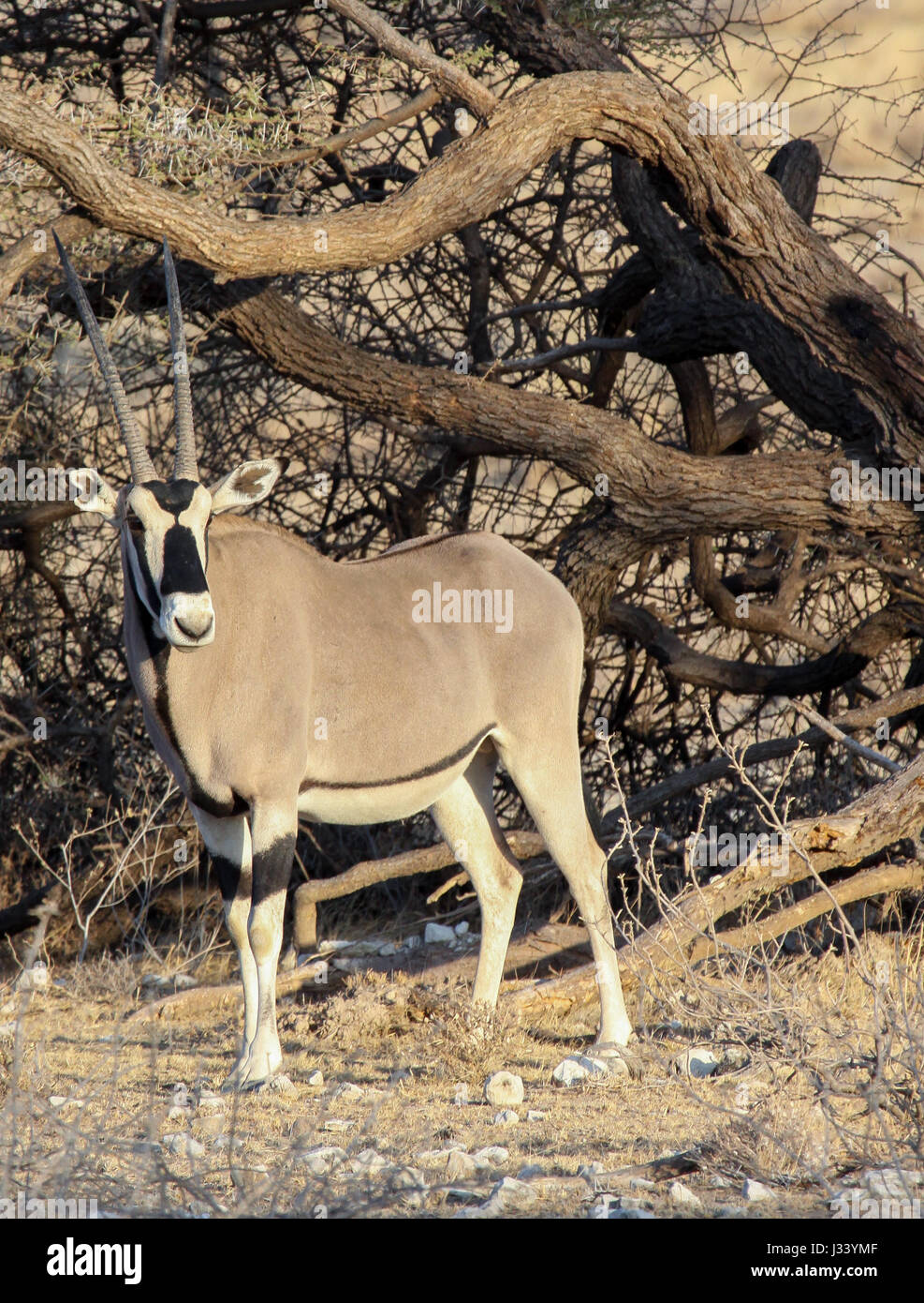 Beisa antelope hi-res stock photography and images - Alamy