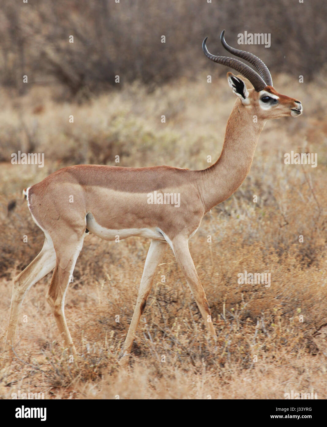Profile of impala hi-res stock photography and images - Alamy