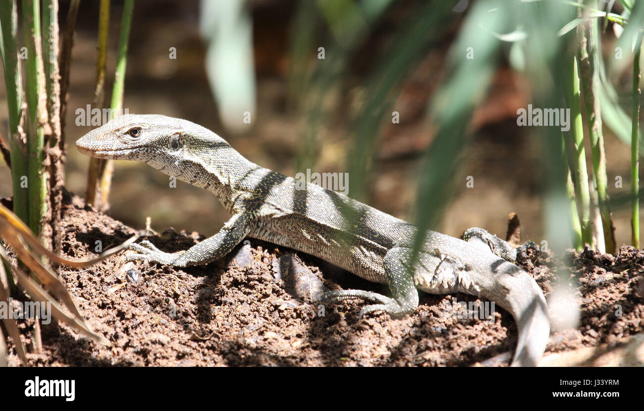 Nile monitor lizard in between reeds Stock Photo - Alamy