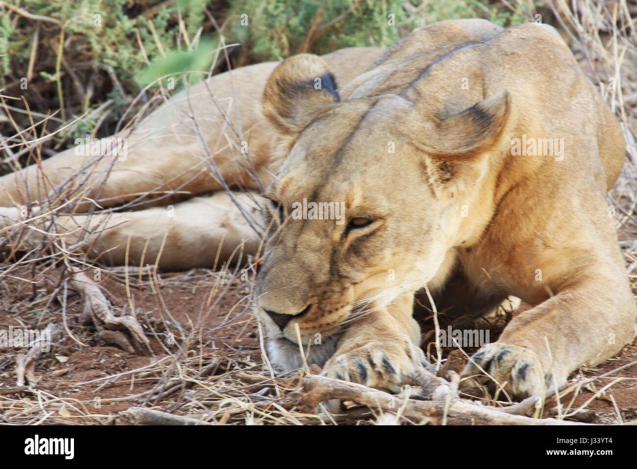 Lioness laying on ground resting head on paw Stock Photo - Alamy