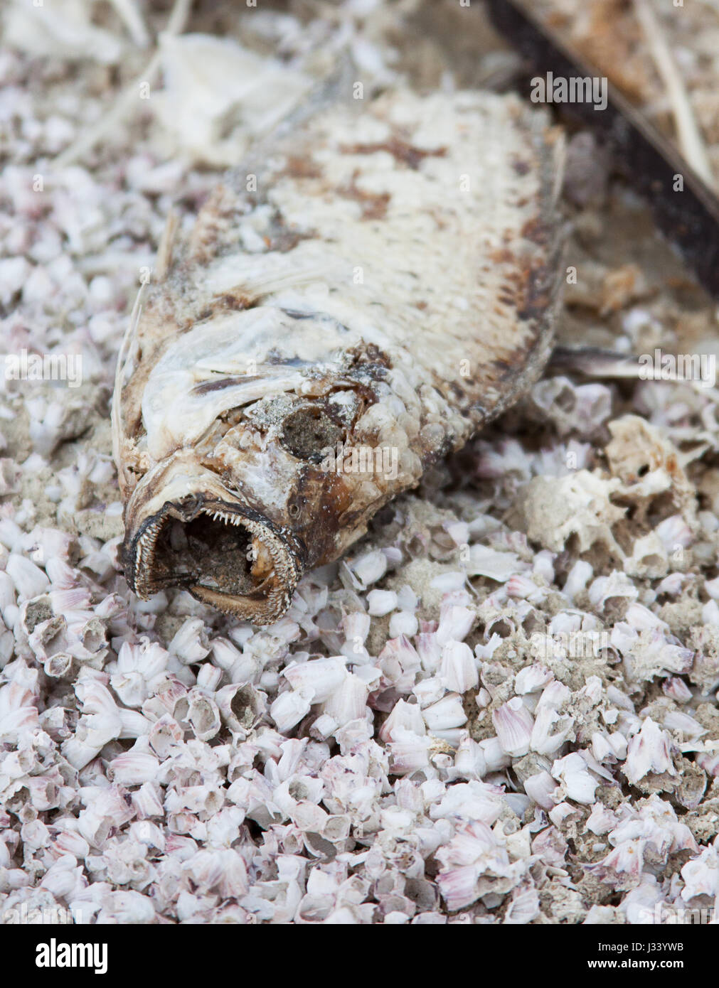 Dead fish bones hi-res stock photography and images - Alamy