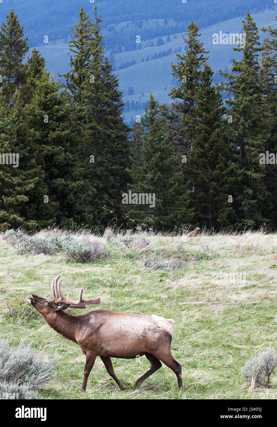 Bugling hi-res stock photography and images - Alamy