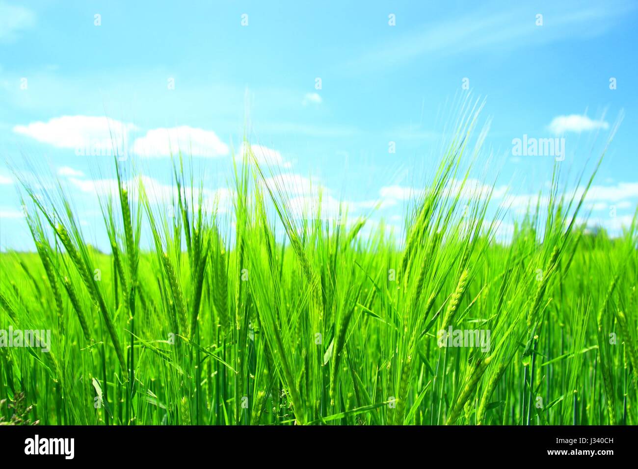 Green field in bright sunny day Stock Photo - Alamy