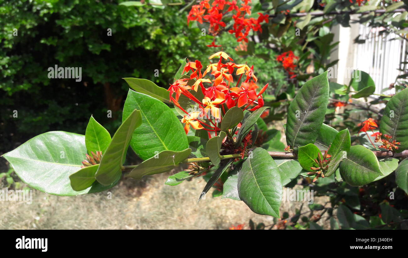 Red and Yellow flowers Stock Photo - Alamy