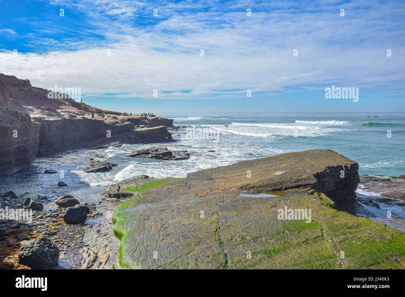 Plants growing at a cliff overlooking the ocean Stock Photo - Alamy