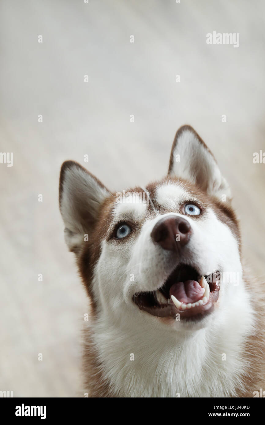 White siberian husky dog teeth hi-res stock photography and images - Alamy