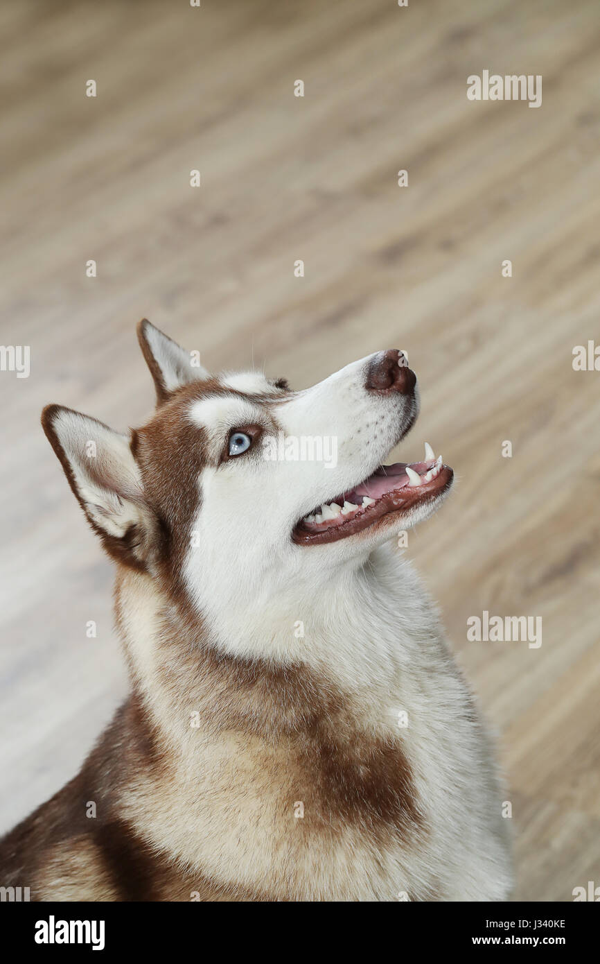 Dog breed. Beautiful husky at home Stock Photo - Alamy