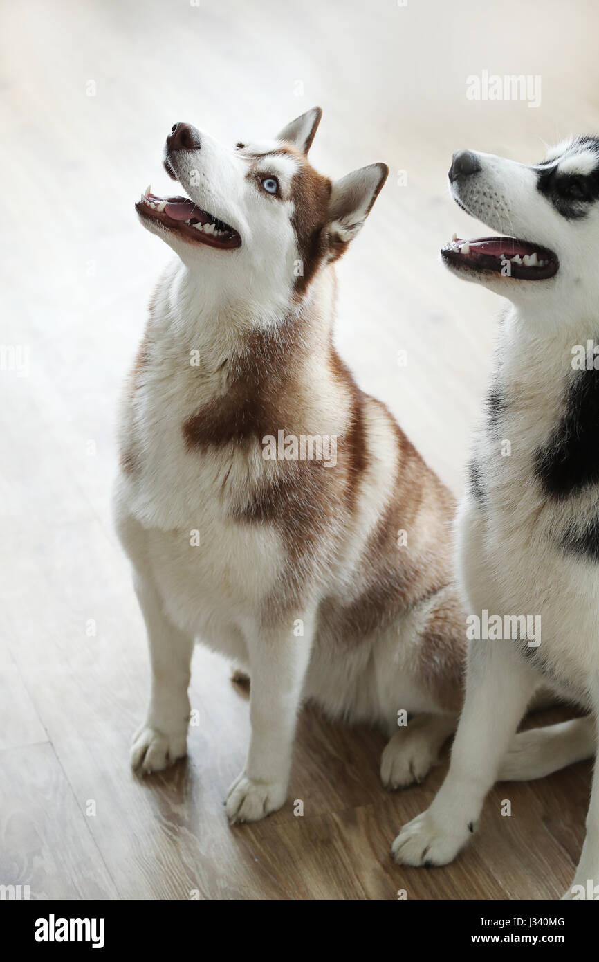 Dog breed. Beautiful husky at home Stock Photo - Alamy