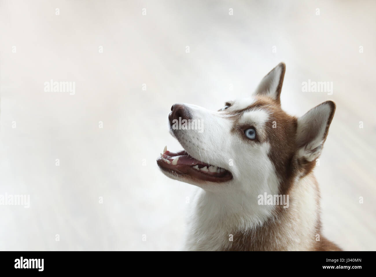 Dog breed. Beautiful husky at home Stock Photo - Alamy