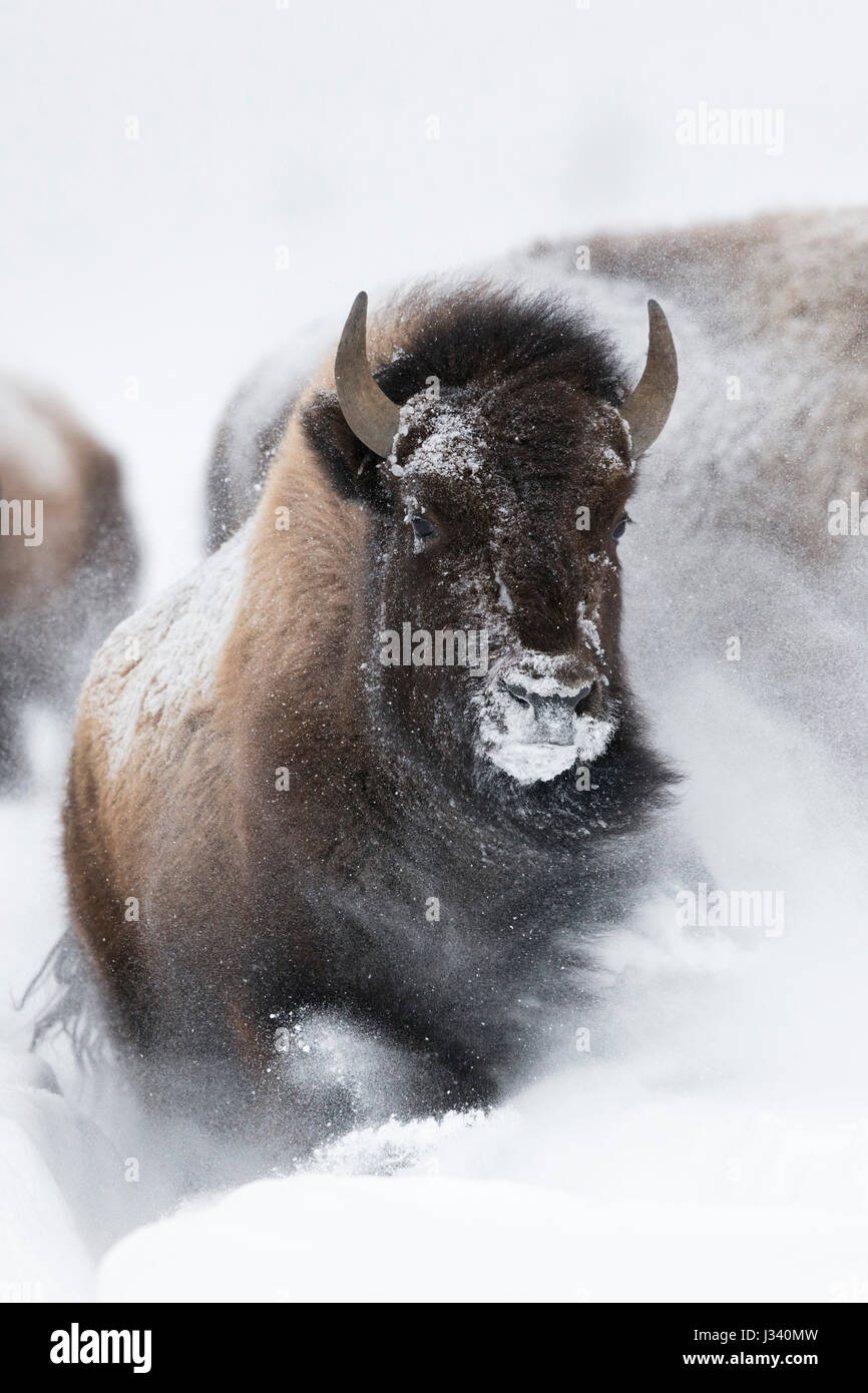 Stampede bison hi-res stock photography and images - Alamy