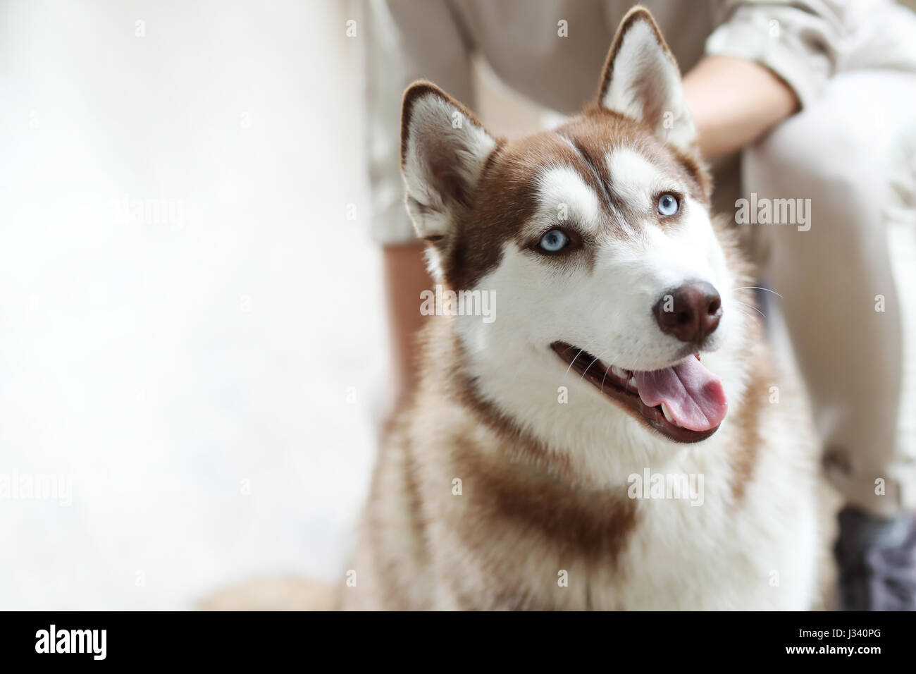 Woman with husky at home Stock Photo - Alamy