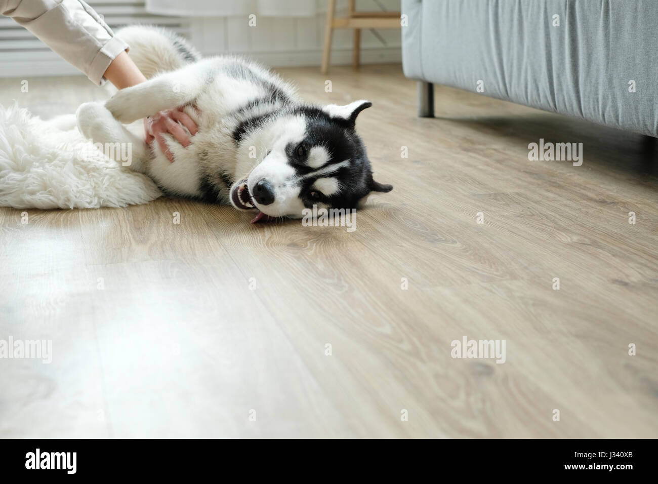 Woman with husky at home Stock Photo - Alamy
