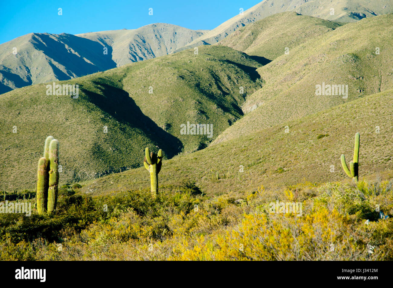 Cardon Cactus - Argentina Stock Photo - Alamy