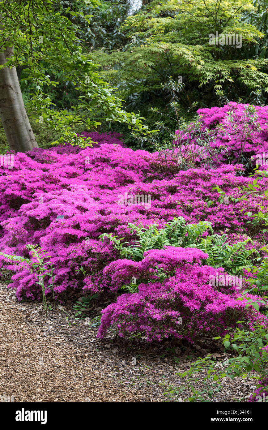 Rhododendron Hatsugiri. Flowering Azalea at RHS Wisley Gardens, Surrey ...
