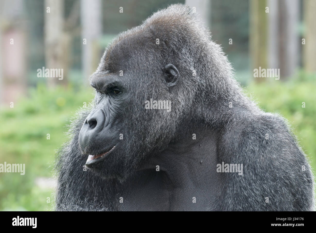 Jock hi-res stock photography and images - Alamy