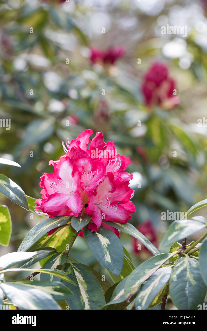Rhododendron President Roosevelt. Flowering Azalea Stock Photo - Alamy